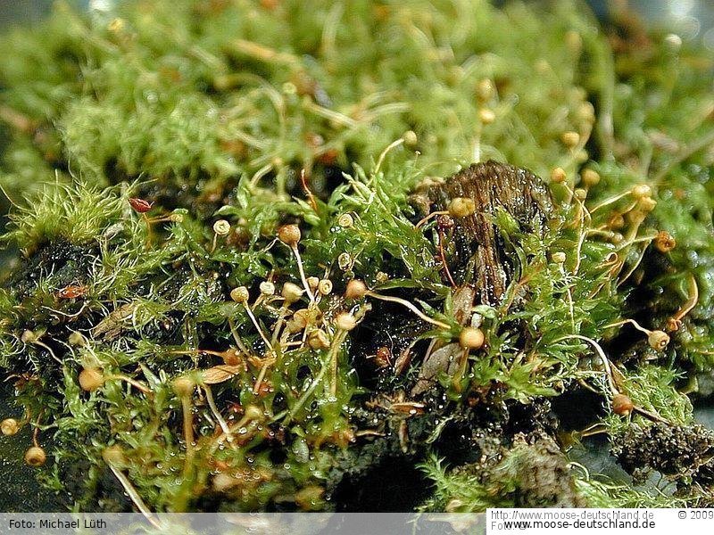 Verbreitung Physcomitrium eurystomum Sendtn. | Moose | Verbreitung ...