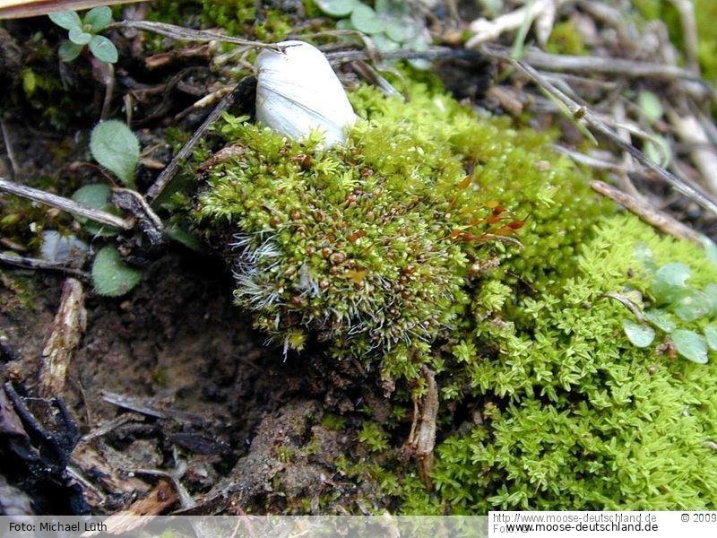 Verbreitung Pterygoneurum subsessile (Brid.) Jur. | Mezzanine