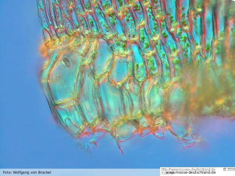 Verbreitung Scorpidium scorpioides (Hedw.) Limpr. | Mezzanine