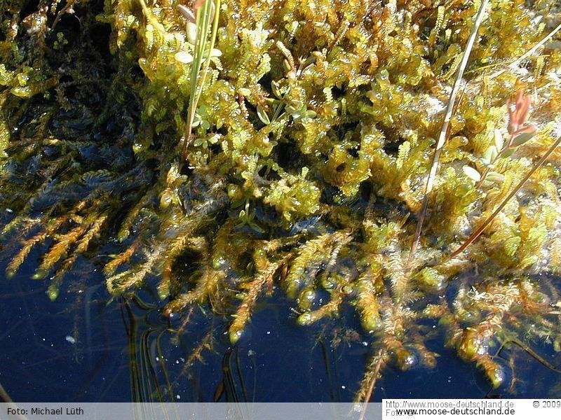 Verbreitung Scorpidium scorpioides (Hedw.) Limpr. | Mezzanine